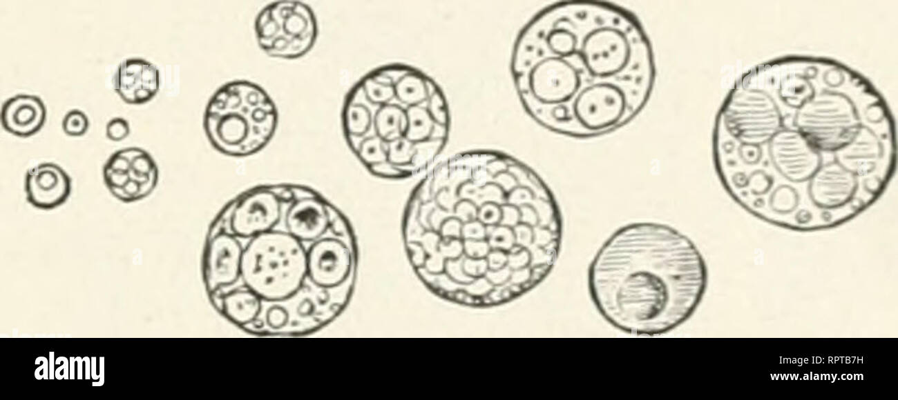 Tigroid hi-res stock photography and images - Alamy