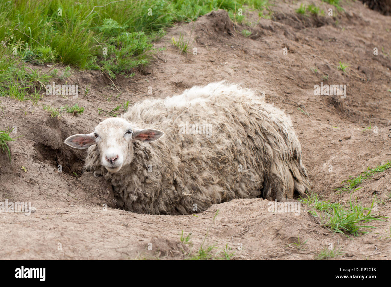 Sheep with dirty wool lies on the ground Stock Photo - Alamy