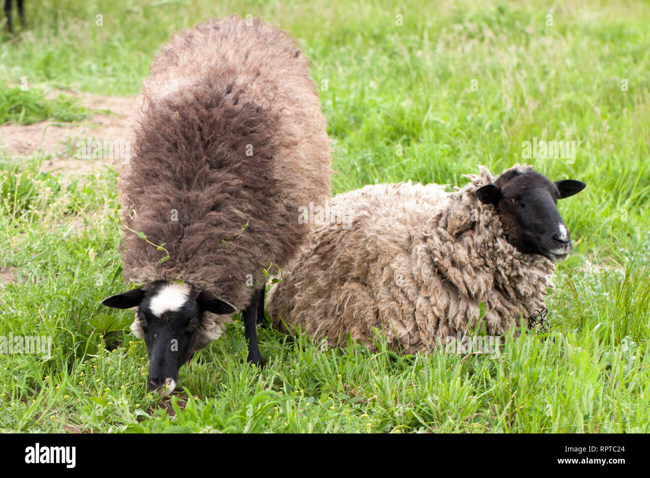 Two free sheep hi-res stock photography and images - Alamy