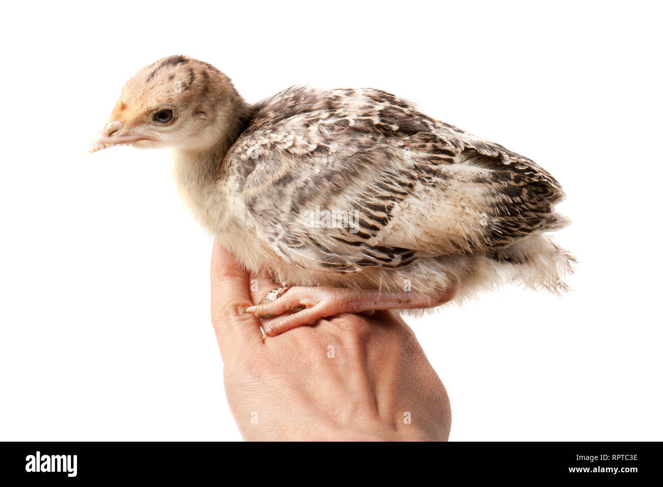Chicken turkey sitting on a handisolated on a white background Stock ...