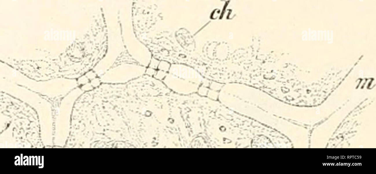 . Allgemeine Biologie. Biology; Cells. Fig. 394.. « i/9S!fI5f:9V ...