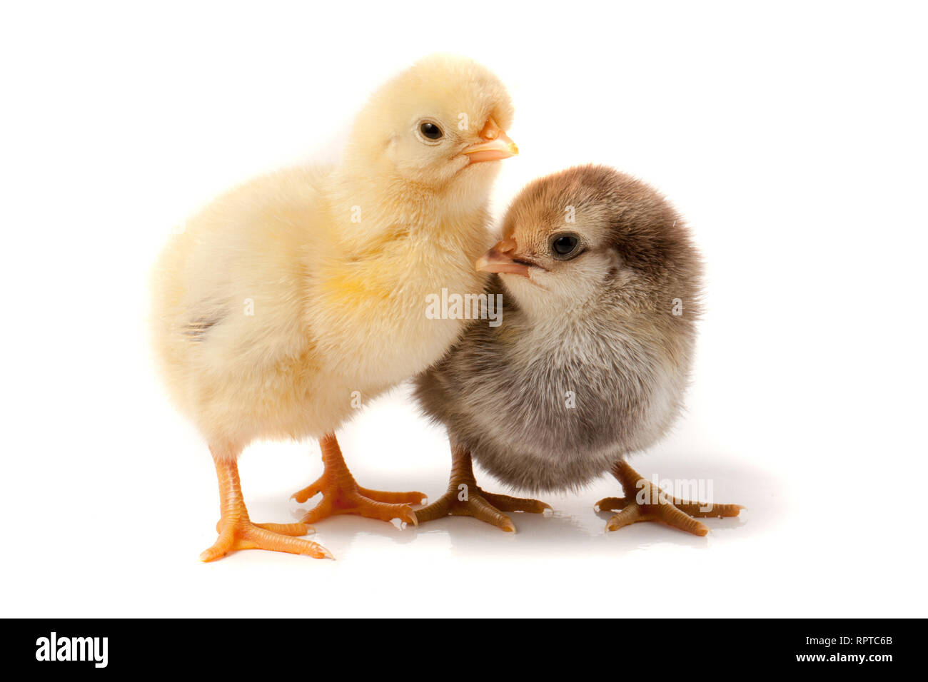 two little chicken isolated on white background Stock Photo - Alamy