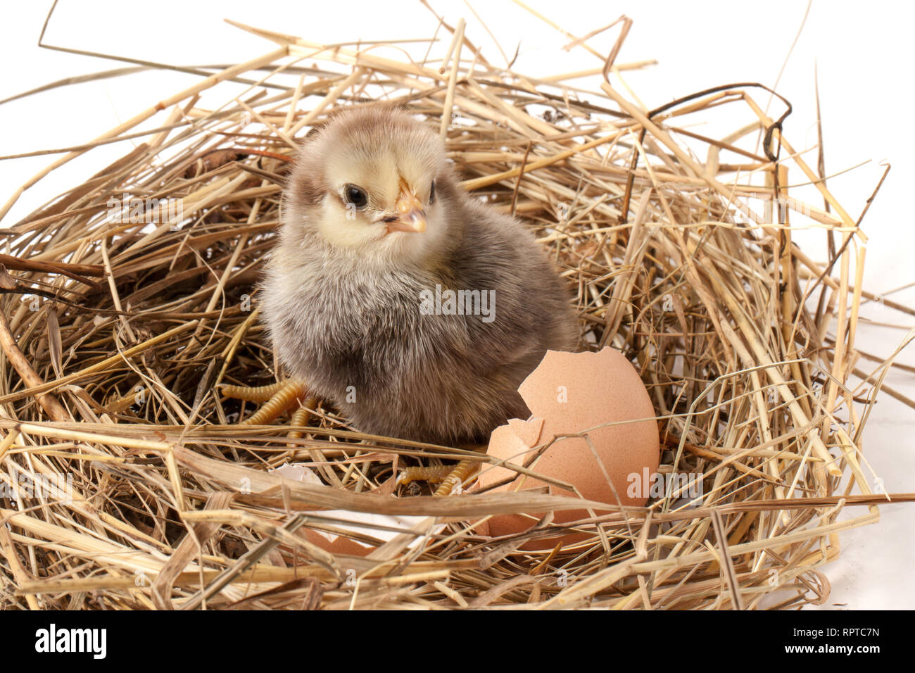 baby chicken with broken eggshell in the straw nest on white background ...