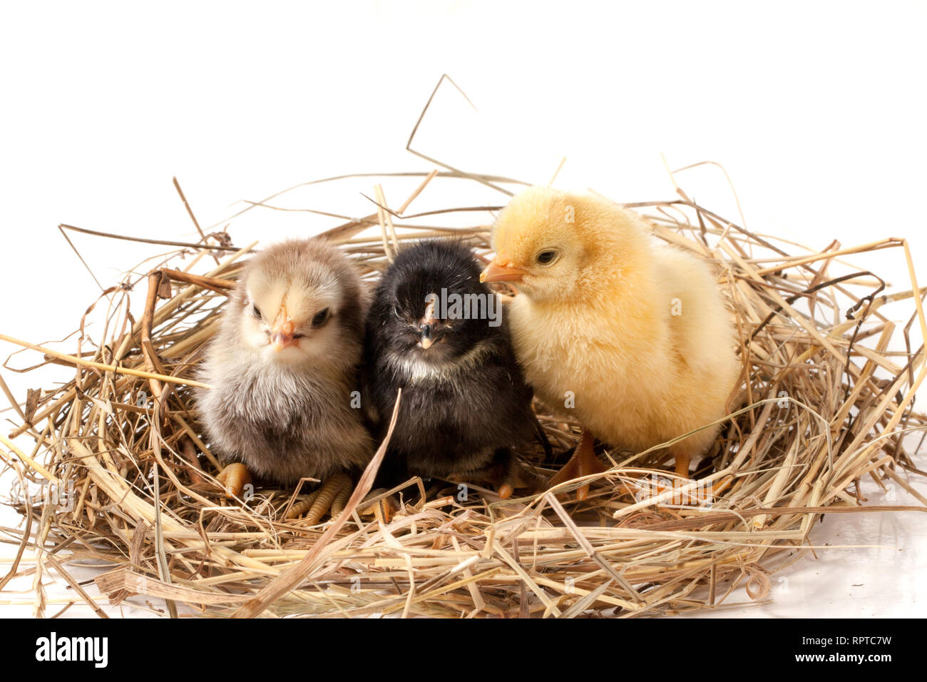 three baby chicken in the straw nest on white background Stock Photo ...