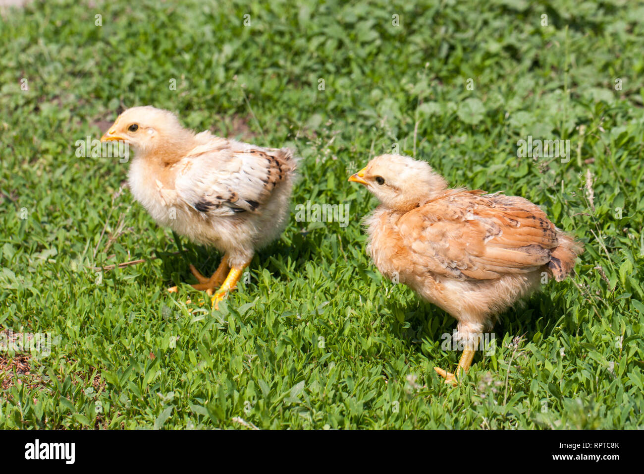 two yellow baby chicken in the green grass Stock Photo - Alamy