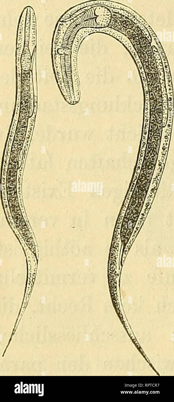 . Allgemeine Naturgeschichte der Parasiten : mit besonderer ...
