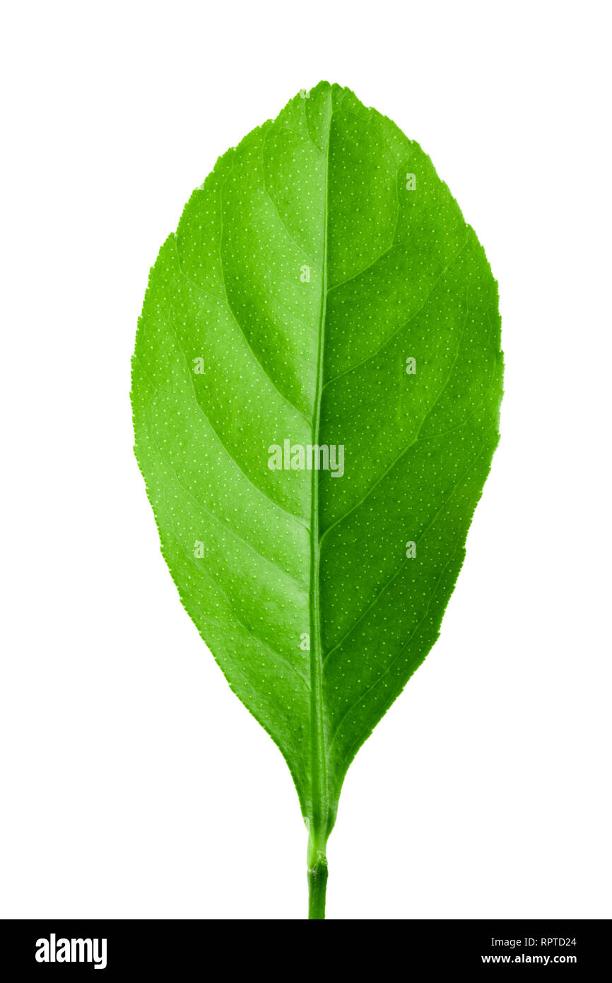 Citrus leaves isolated on white background Stock Photo - Alamy