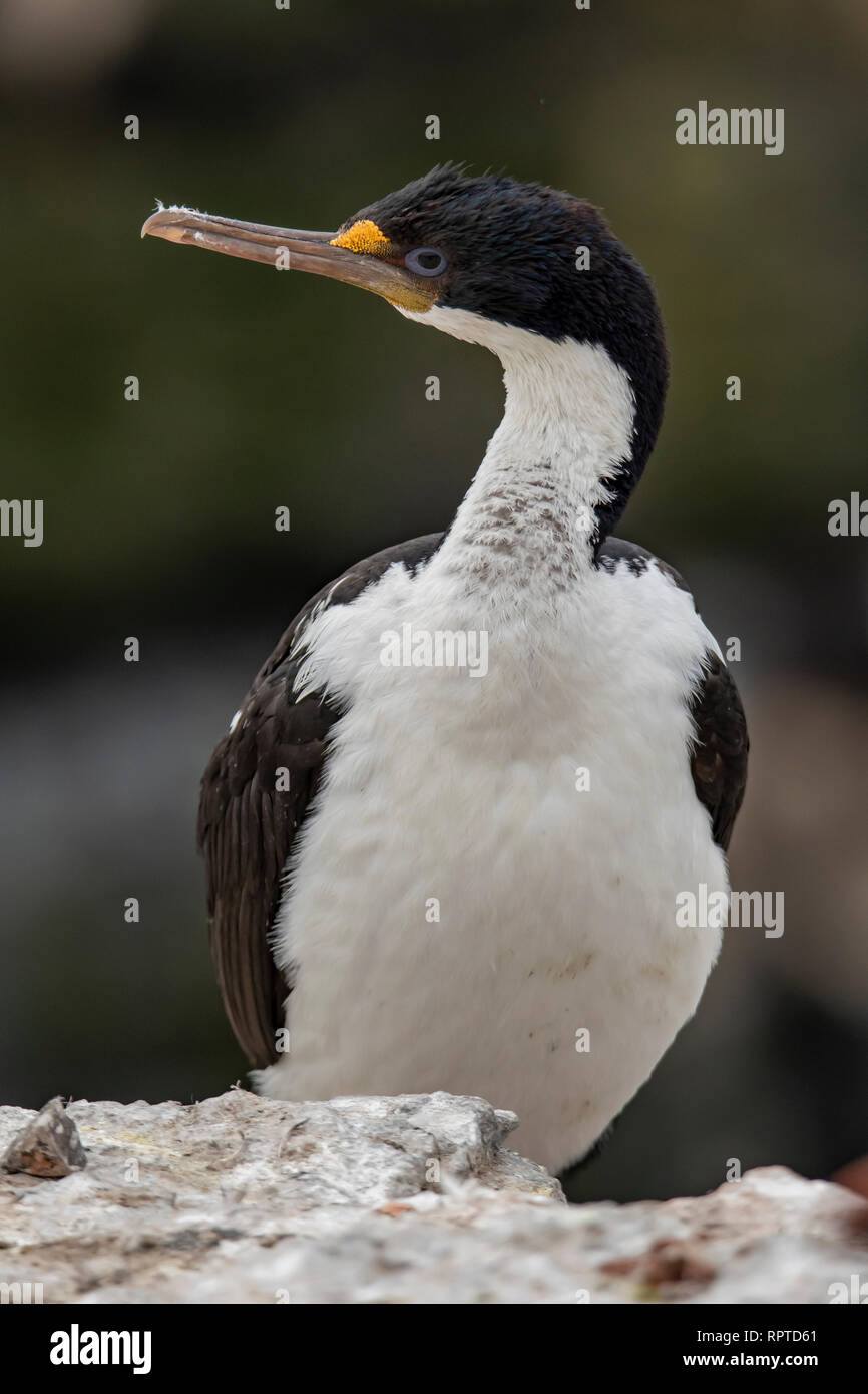 Imperial Cormorant, Phalacrocorax atriceps, Falkland Islands Stock ...
