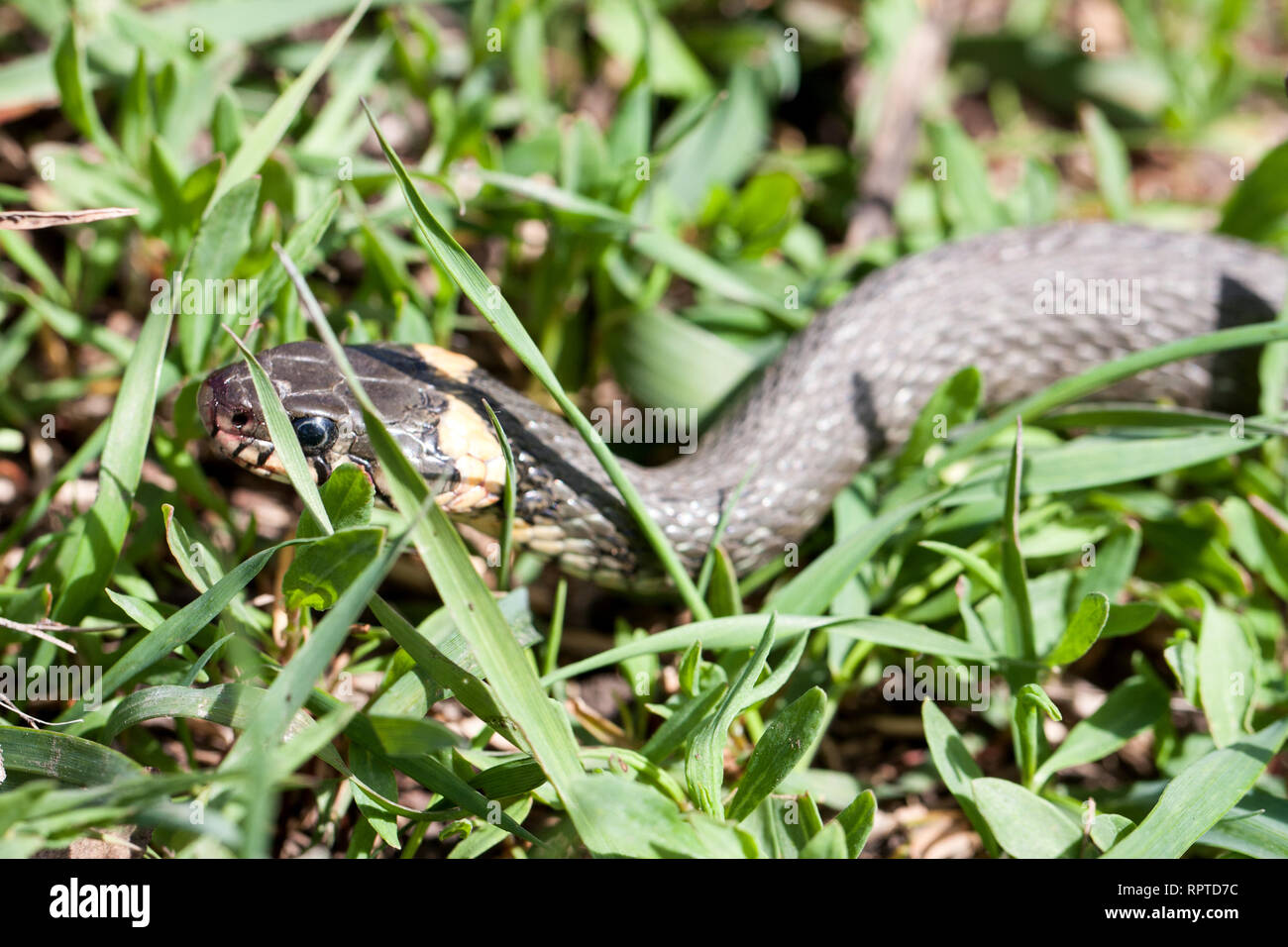 grass snake Natrix natrix in the grass Stock Photo - Alamy