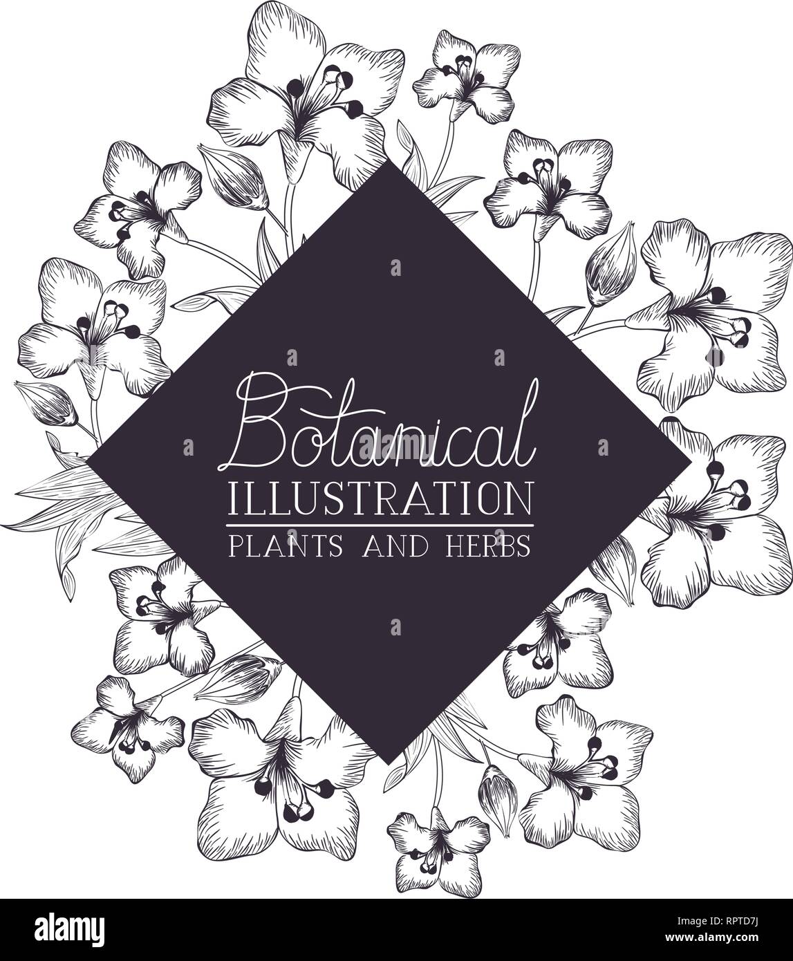 botanical illustration label with plants and herbs Stock Vector Image ...