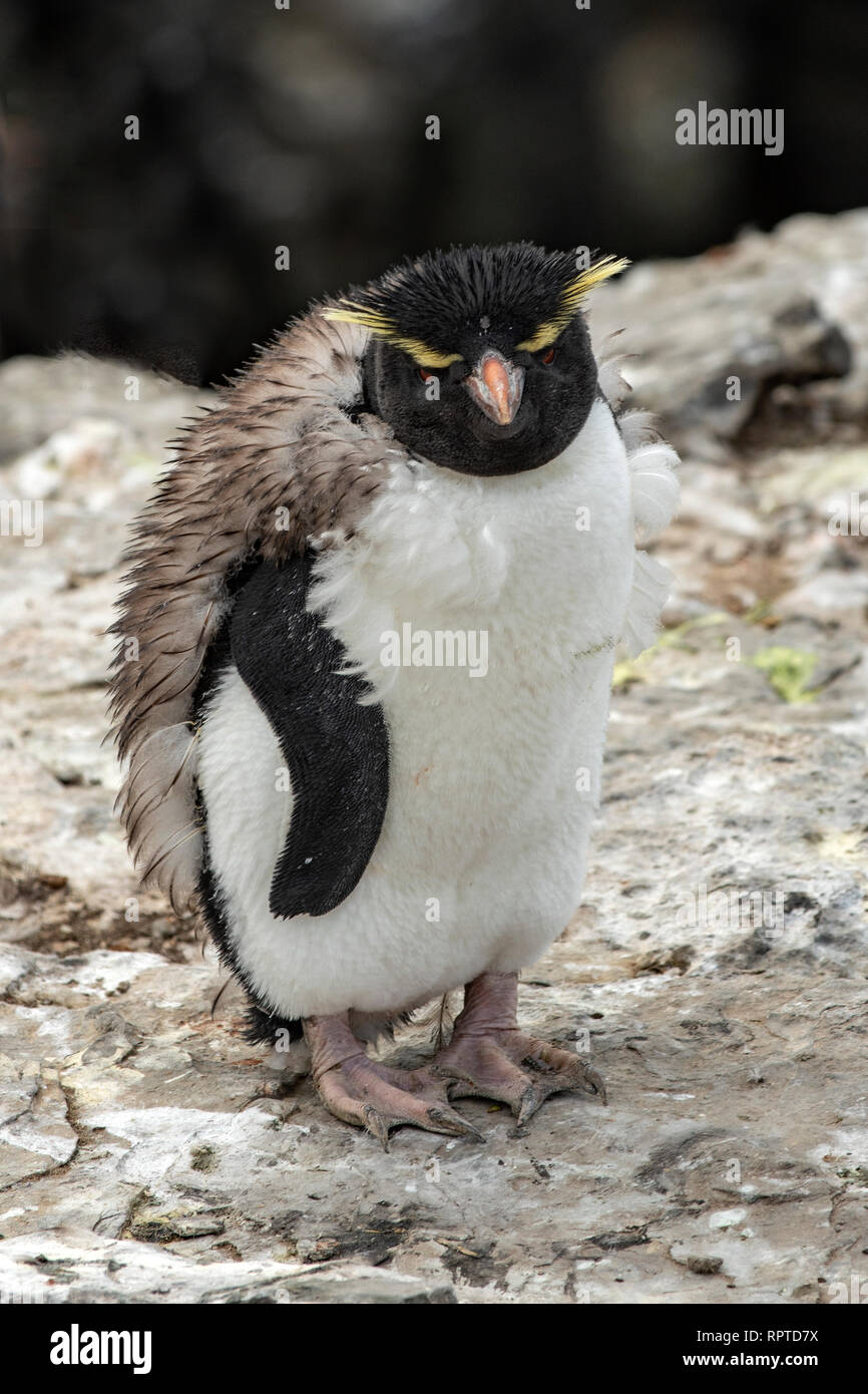 Rockhopper chick hi-res stock photography and images - Alamy