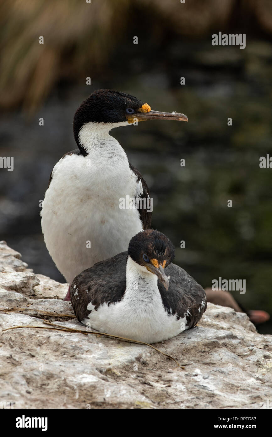 Imperial cormorant hi-res stock photography and images - Alamy