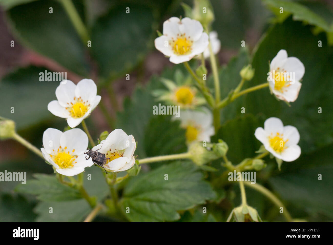 Strawberry flower hi-res stock photography and images - Alamy