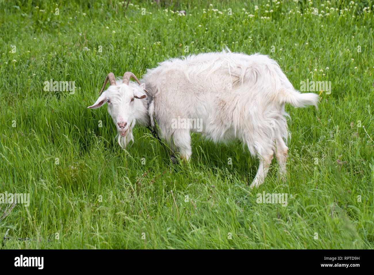Field grazing hi-res stock photography and images - Alamy