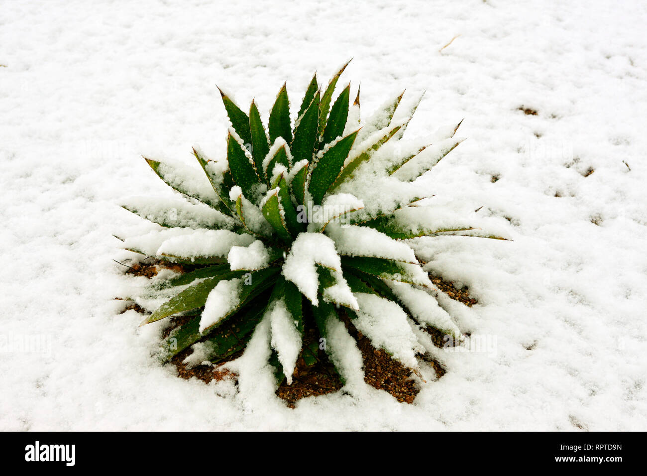Succulents covered in snow during a rare winter storm in Tucson AZ ...