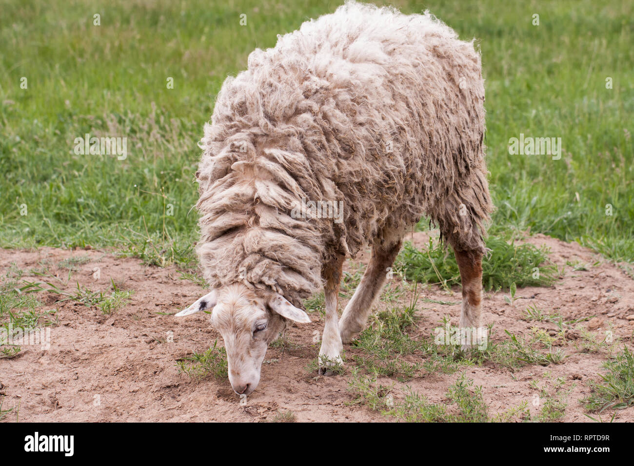 Sheep with dirty wool grazing in a meadow Stock Photo - Alamy