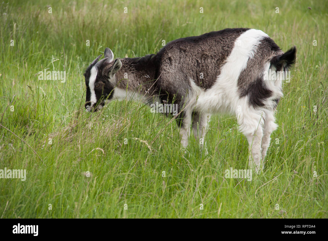 One little kid goat is grazing on the grass Stock Photo - Alamy