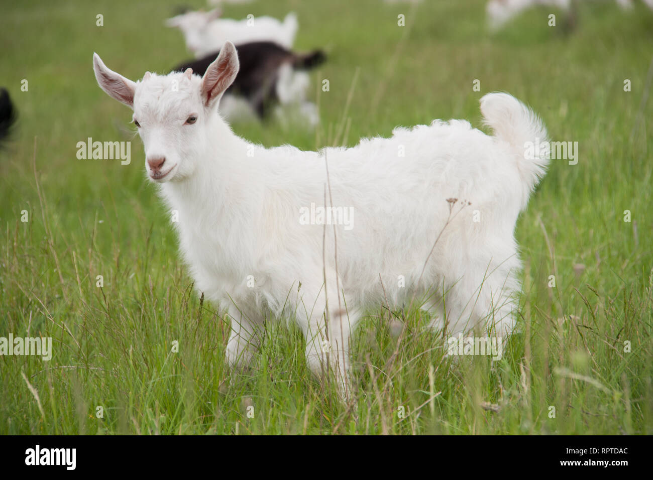 Child kid grass field hi-res stock photography and images - Alamy
