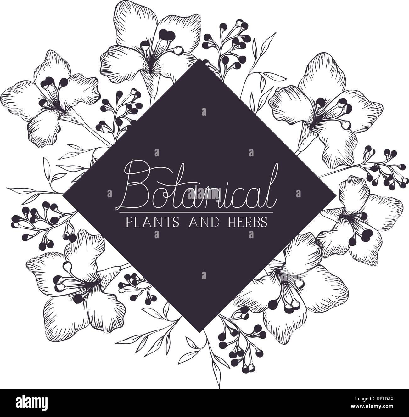 botanical label with plants and herbs Stock Vector Image & Art - Alamy