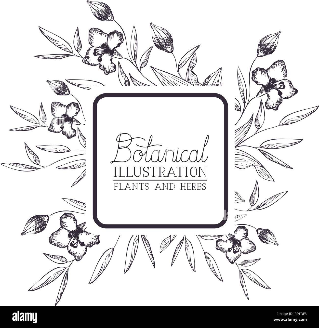 botanical illustration label with plants and herbs Stock Vector Image ...