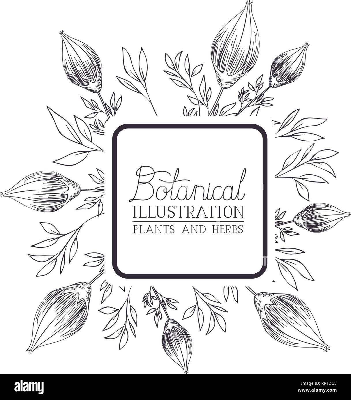 botanical illustration label with plants and herbs Stock Vector Image ...