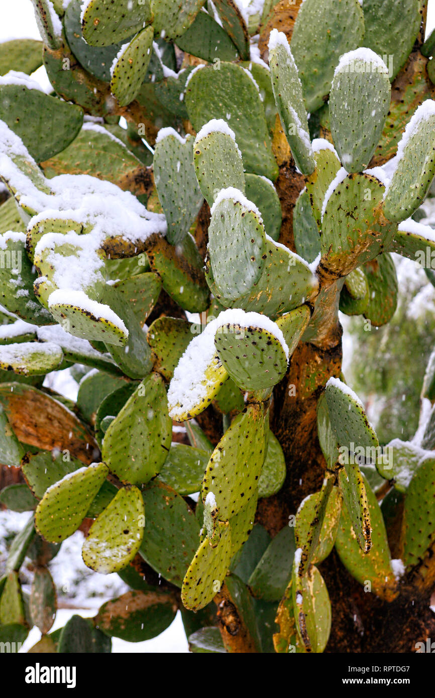 Desert Cacti covered in snow during a rare winter storm in Tucson AZ ...