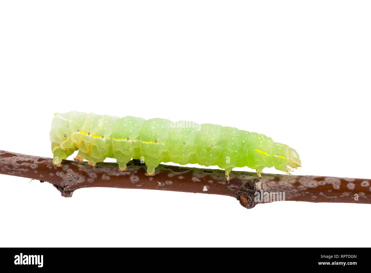 Fat green worm Cut Out Stock Images & Pictures - Alamy