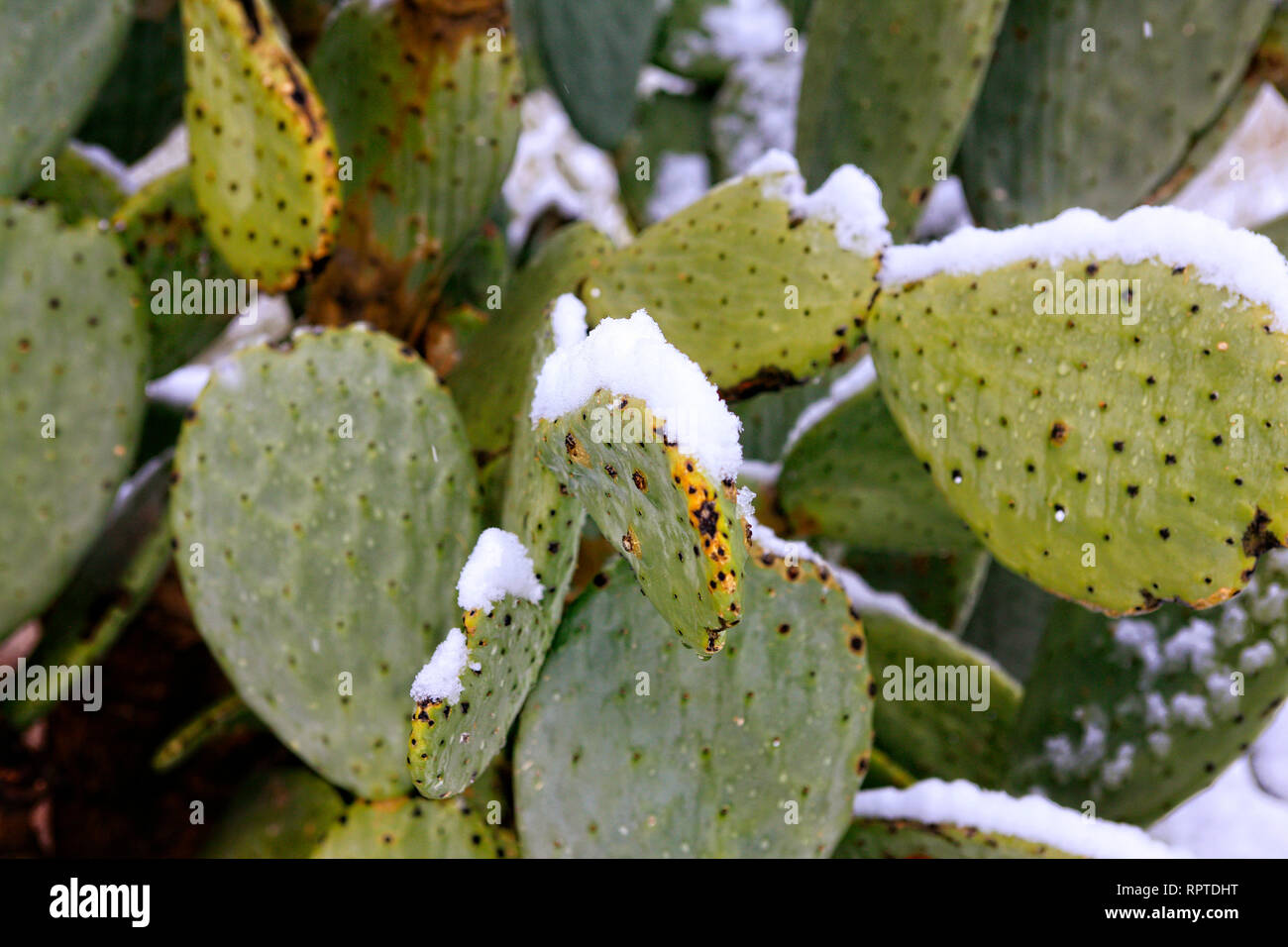 Rare cacti hi-res stock photography and images - Alamy