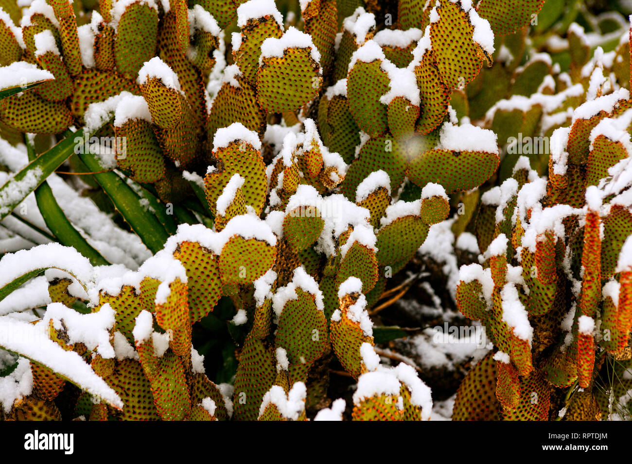 Rare cacti hi-res stock photography and images - Alamy