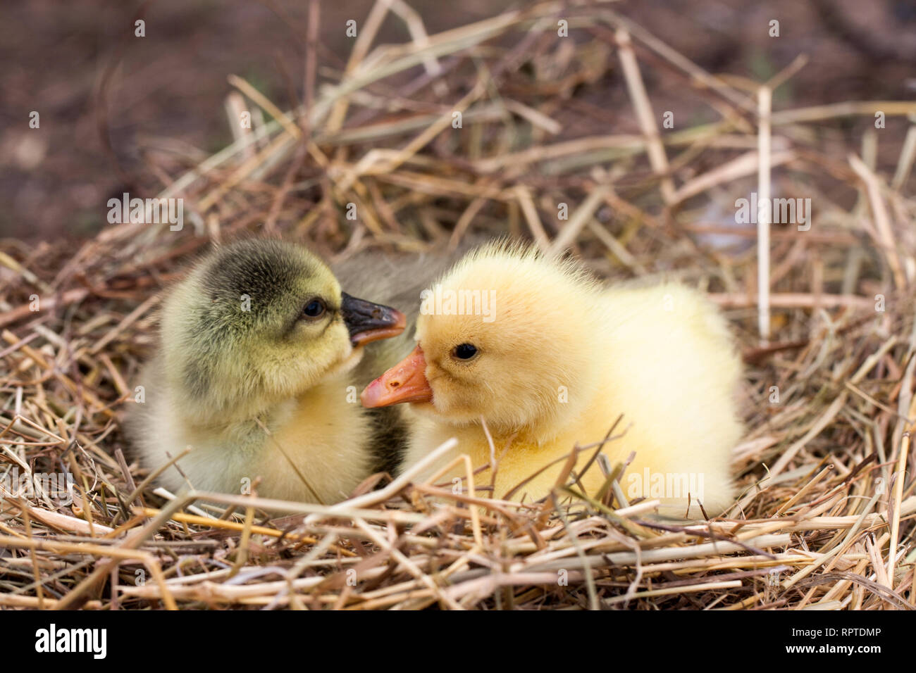 Two little domestic gosling in straw nest Stock Photo - Alamy