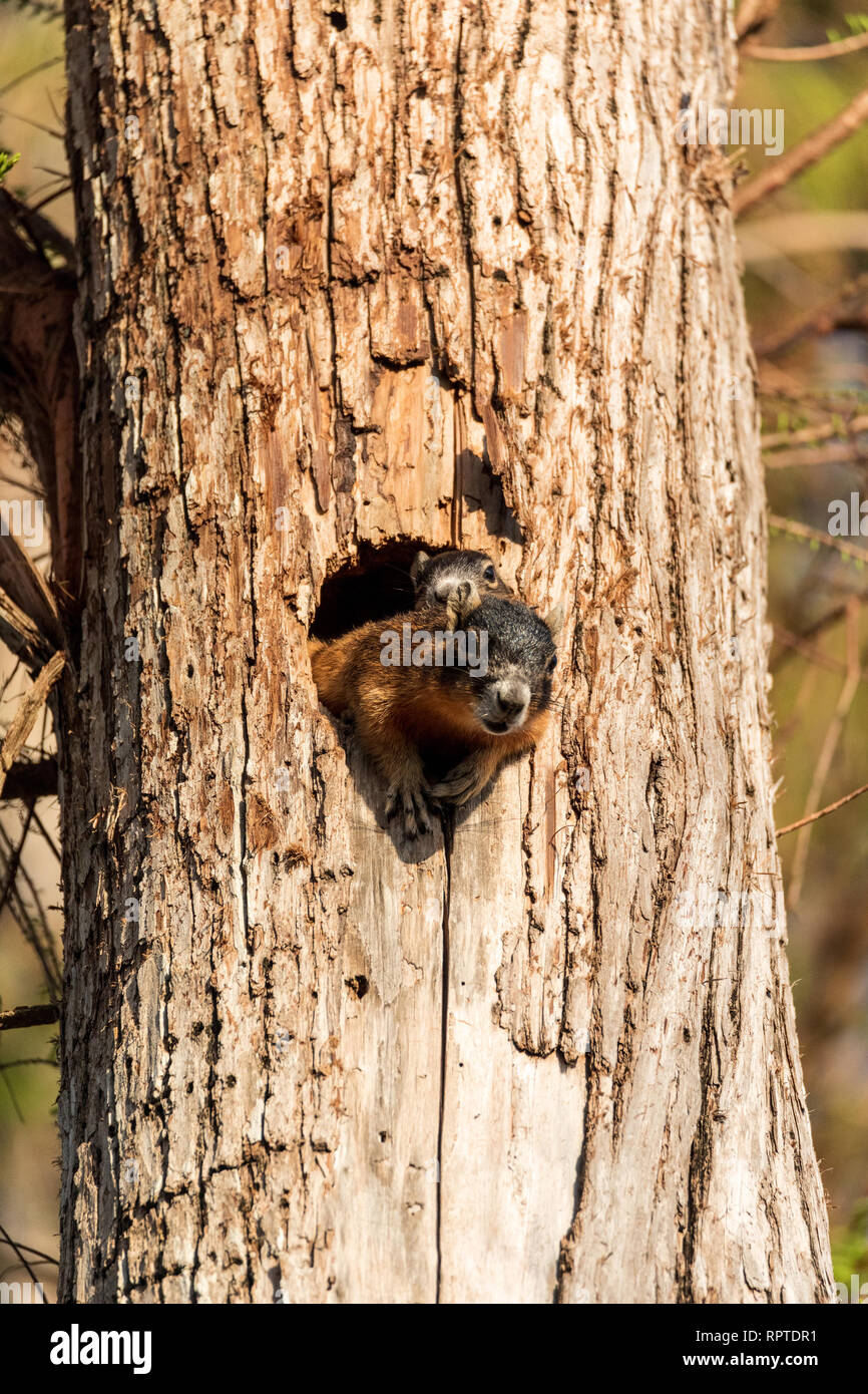 Baby Fox squirrel kit Sciurus niger peers over the top of its mother in ...