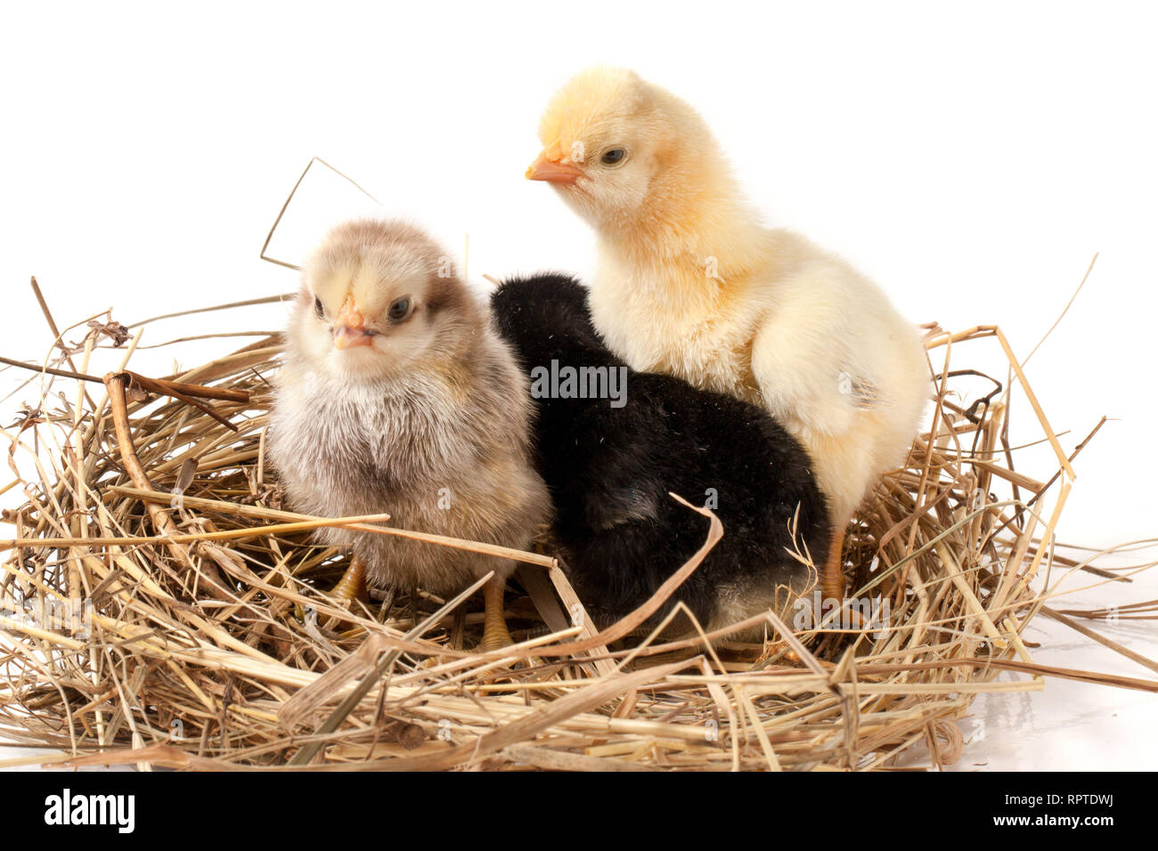 three baby chicken in the straw nest on white background Stock Photo ...