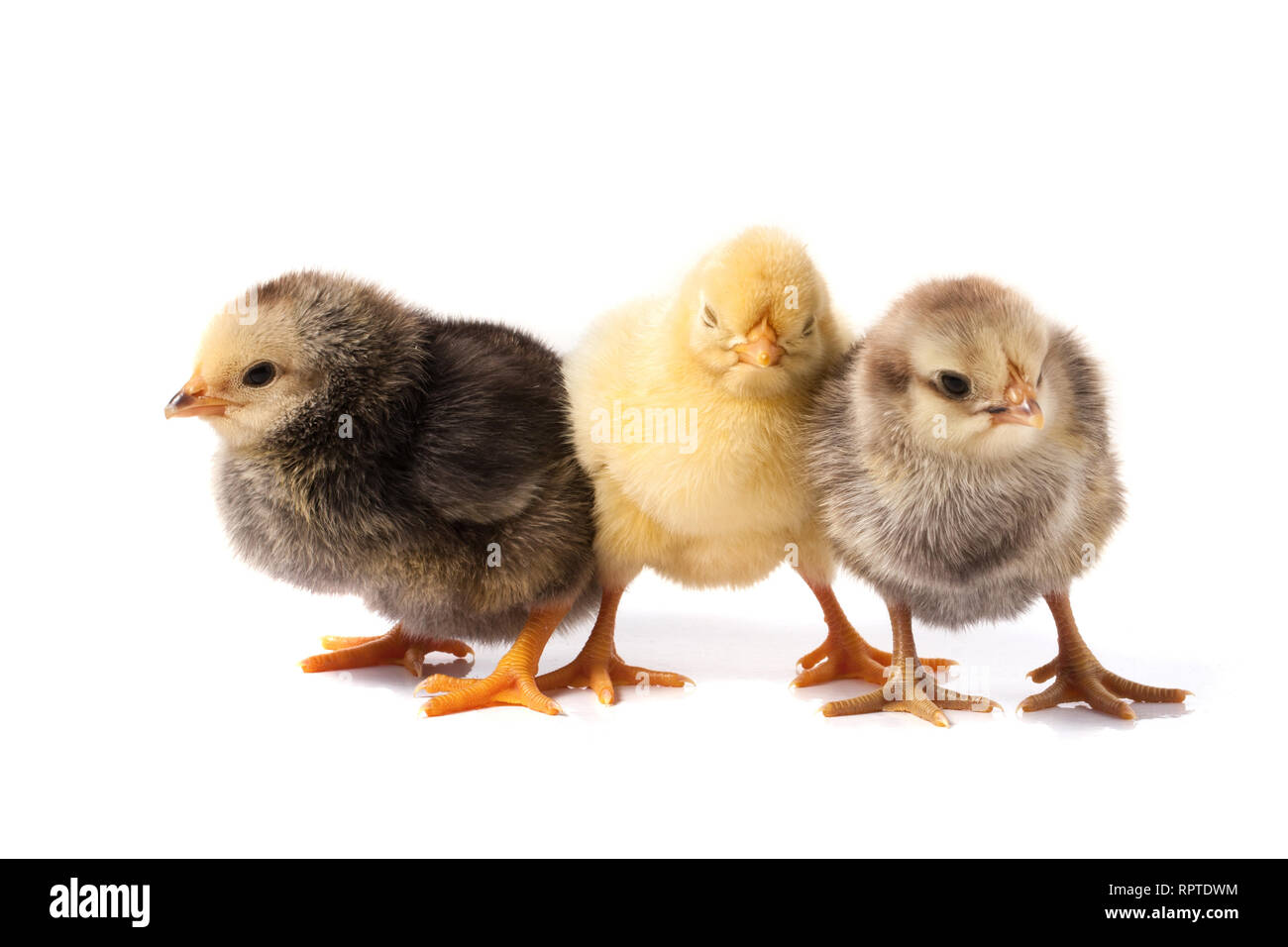 three little chicken isolated on white background Stock Photo - Alamy