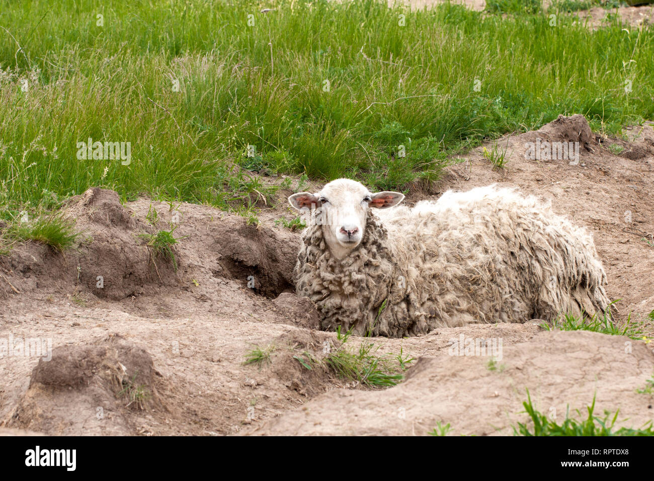Sheep lamb lies on the meadow hi-res stock photography and images - Alamy