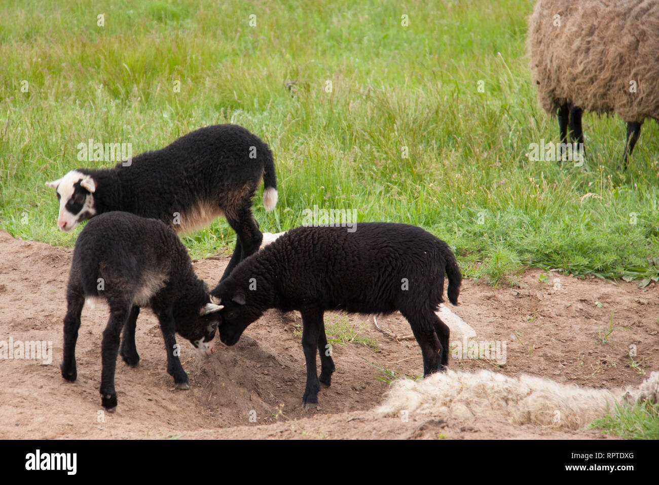 Angry lamb hi-res stock photography and images - Alamy
