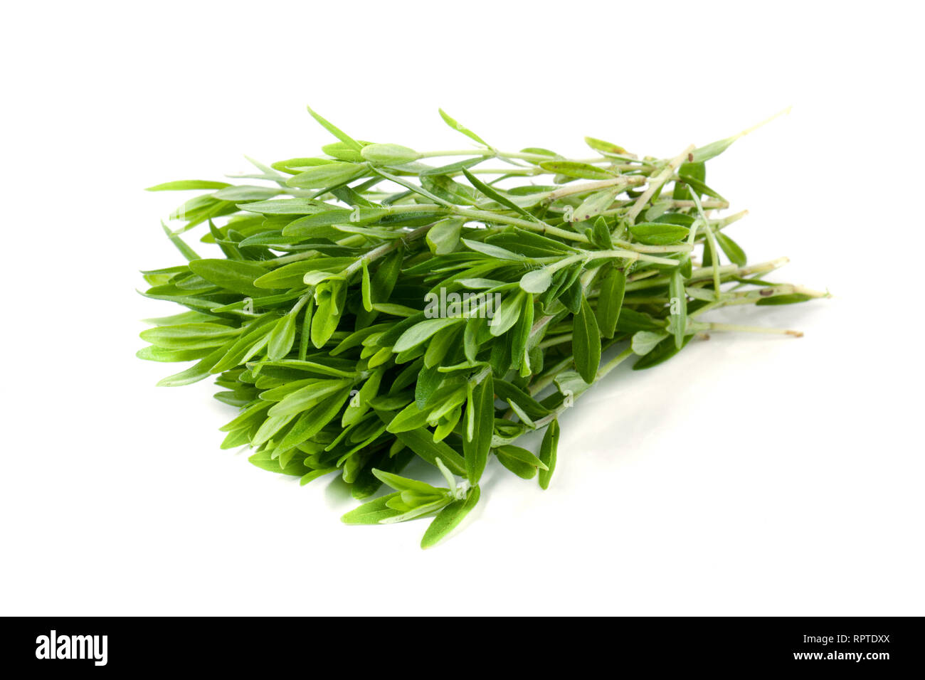 Thyme fresh herb isolated on white background Stock Photo - Alamy