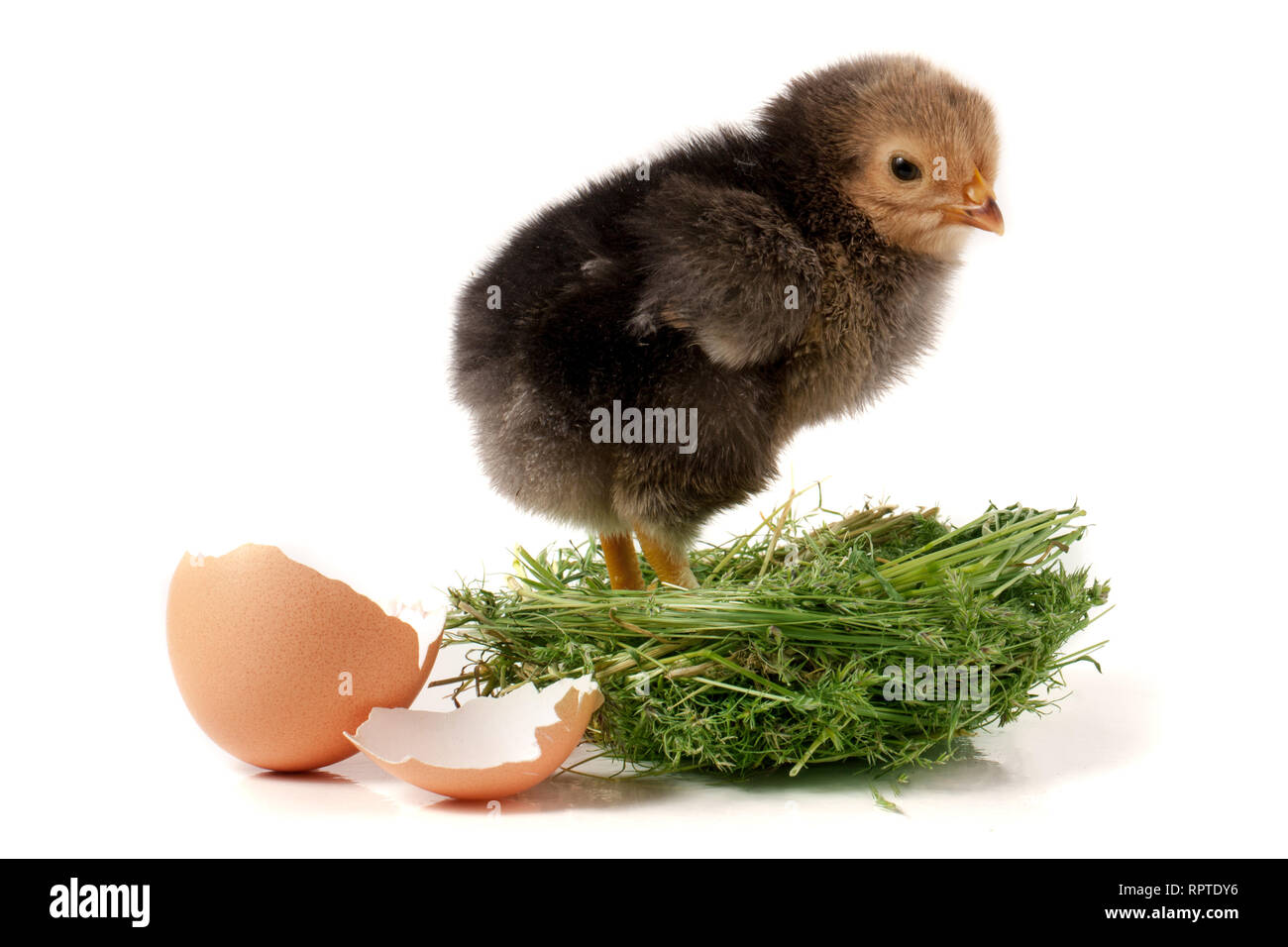 baby chicken with broken eggshell in the straw nest on white background ...