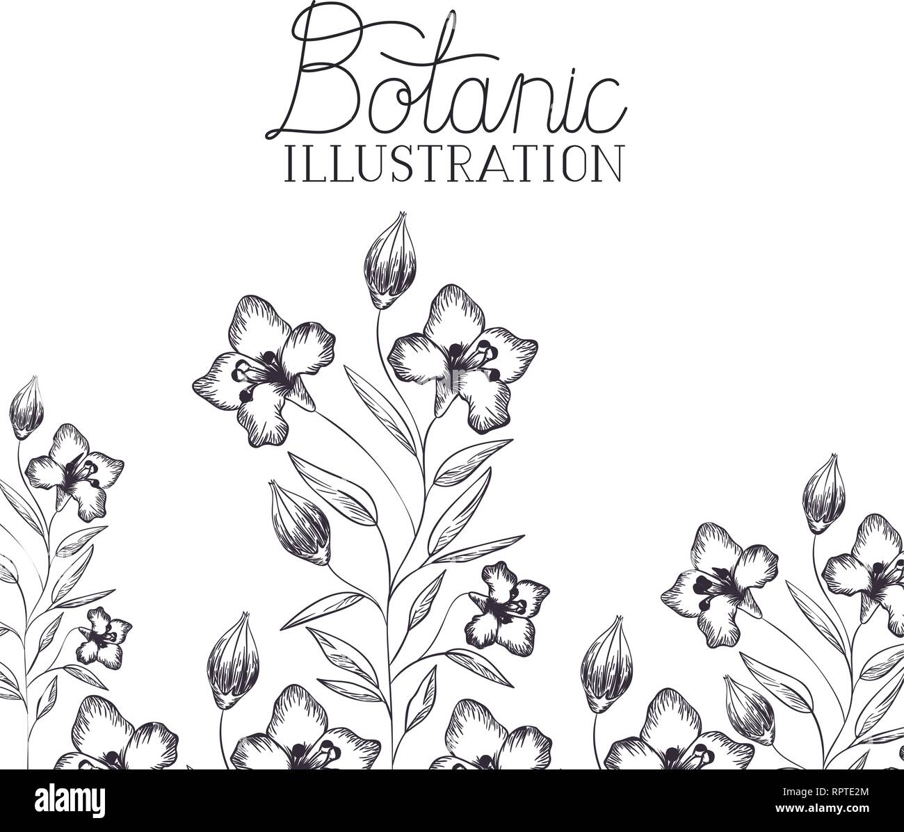 botanic illustration label with plants Stock Vector Image & Art - Alamy