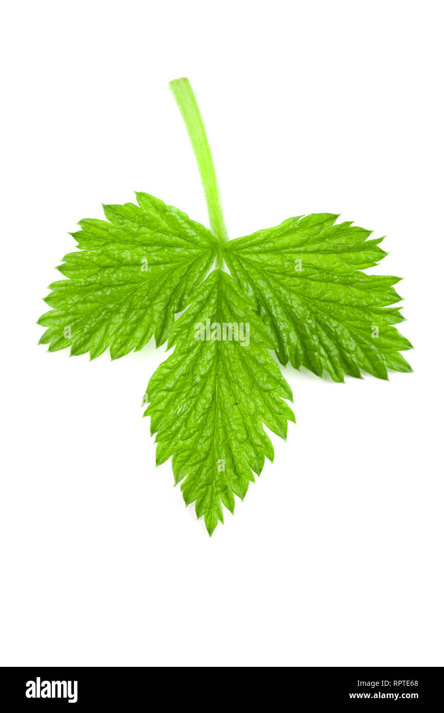 Fresh raspberry leaf isolated on white background Stock Photo - Alamy