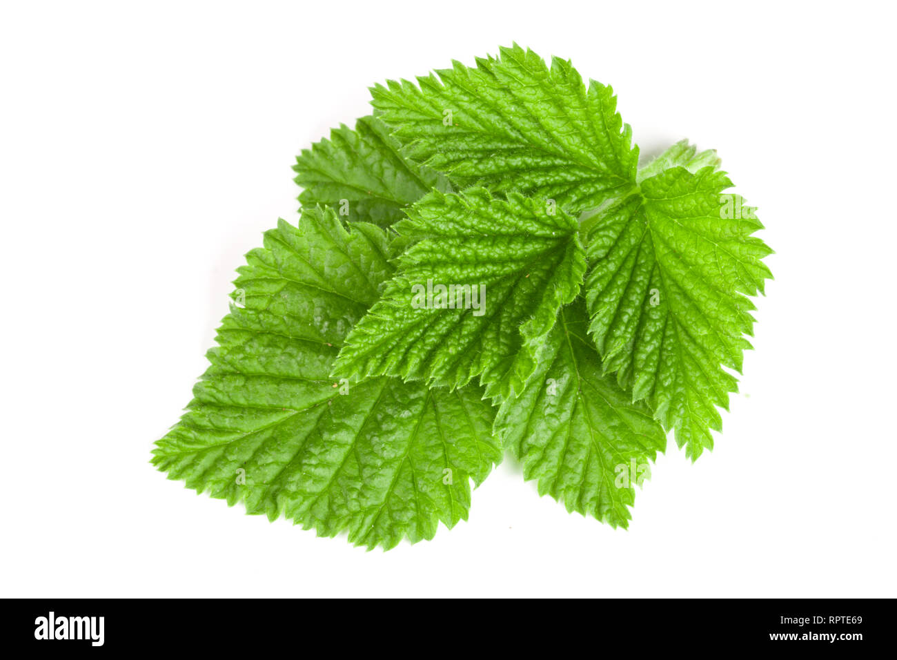 Fresh raspberry leaf isolated on white background Stock Photo - Alamy