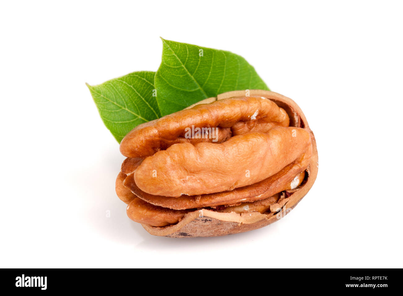 one pecan with leaves isolated on white background Stock Photo - Alamy