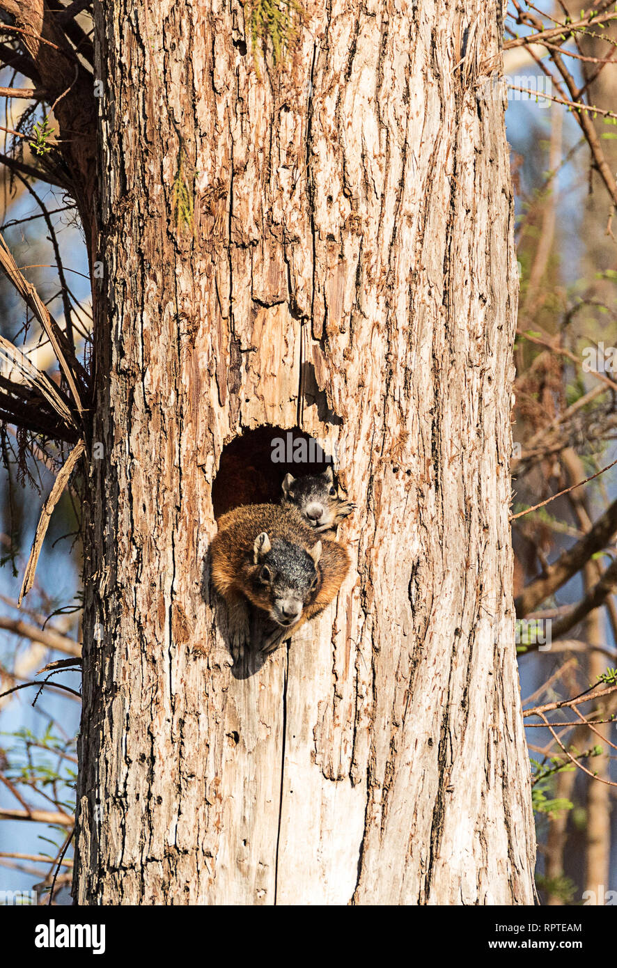Baby Fox squirrel kit Sciurus niger peers over the top of its mother in ...