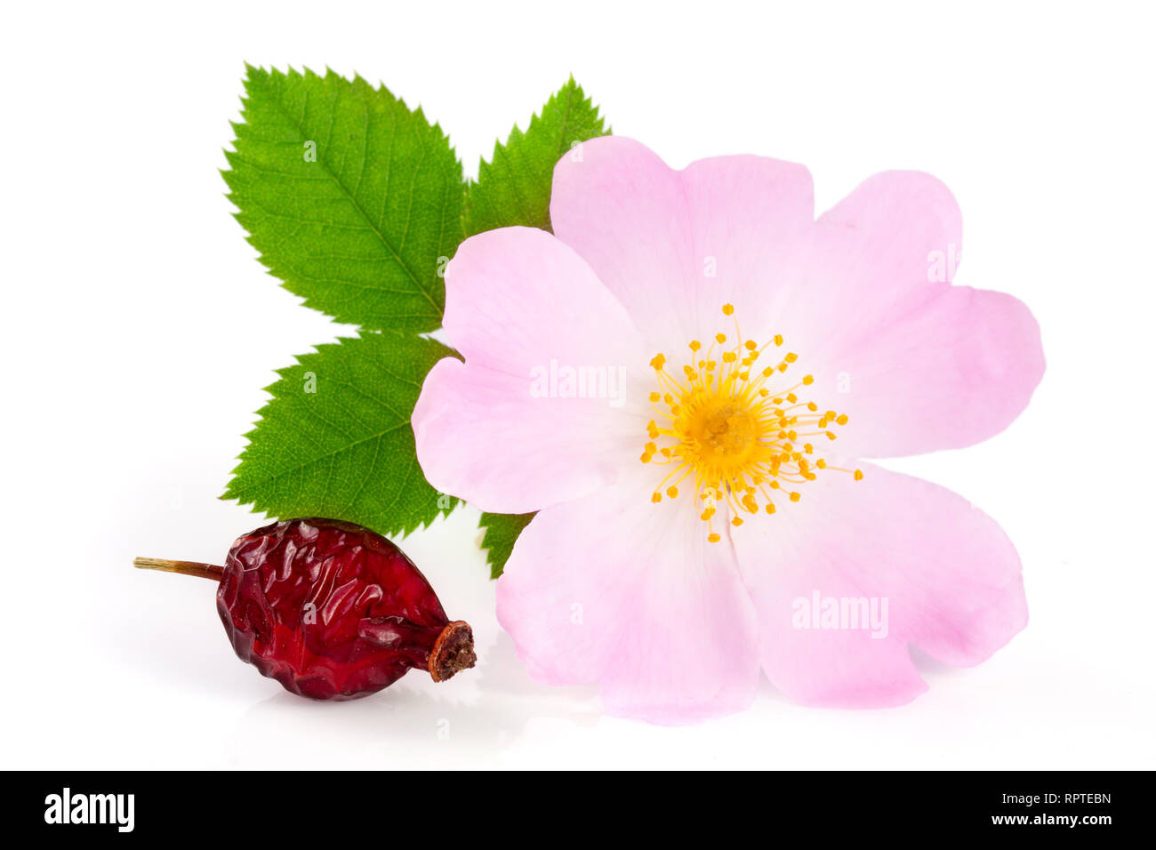 Rosehip flower and berry with leaf isolated on white background Stock ...