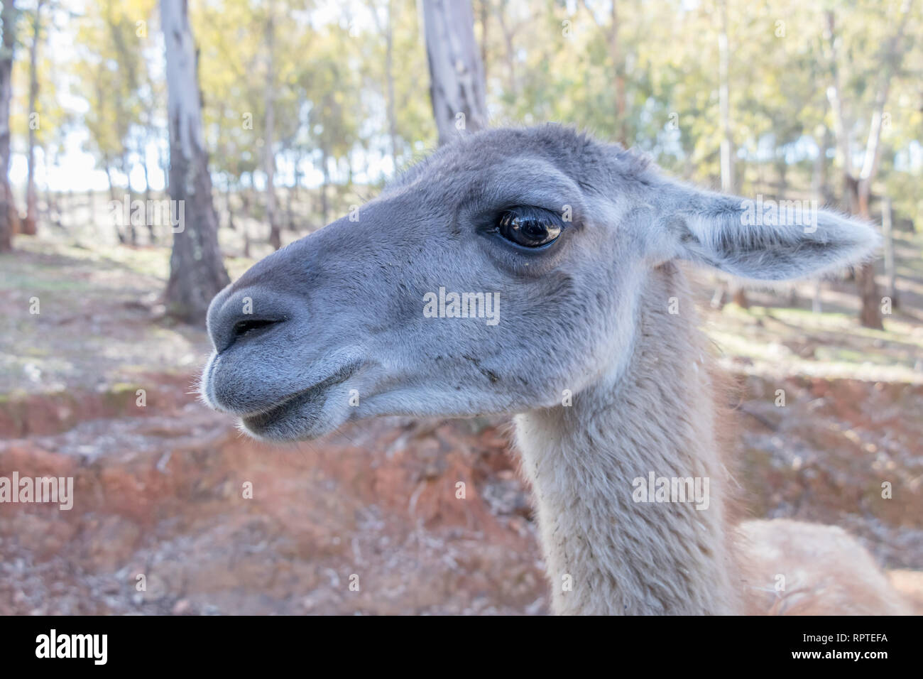 Portrait close up of cute guanaco in nature habitat Stock Photo - Alamy
