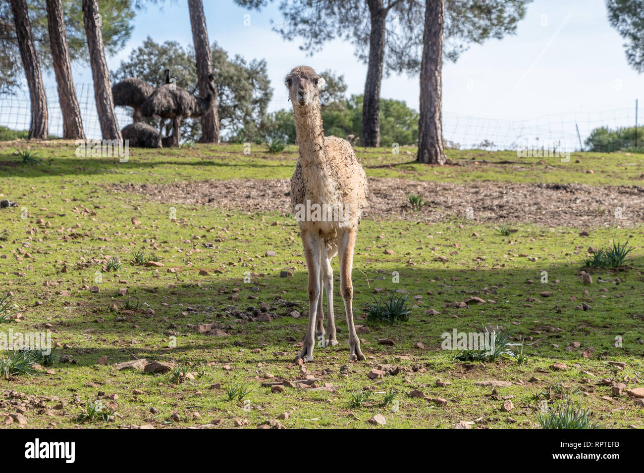 Portrait close up of cute guanaco in nature habitat Stock Photo - Alamy