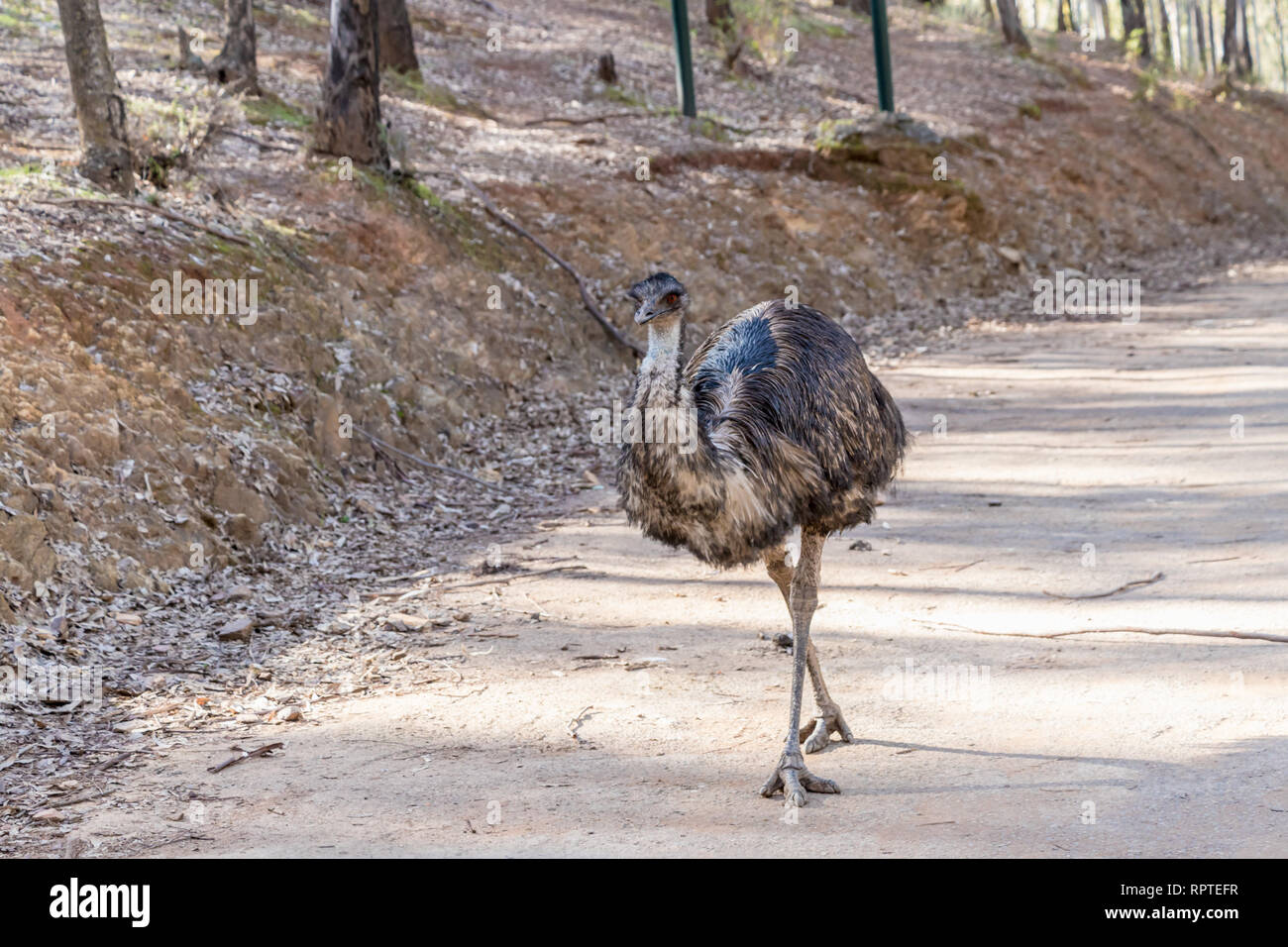 Australia wild Emu in nature reserve Stock Photo - Alamy