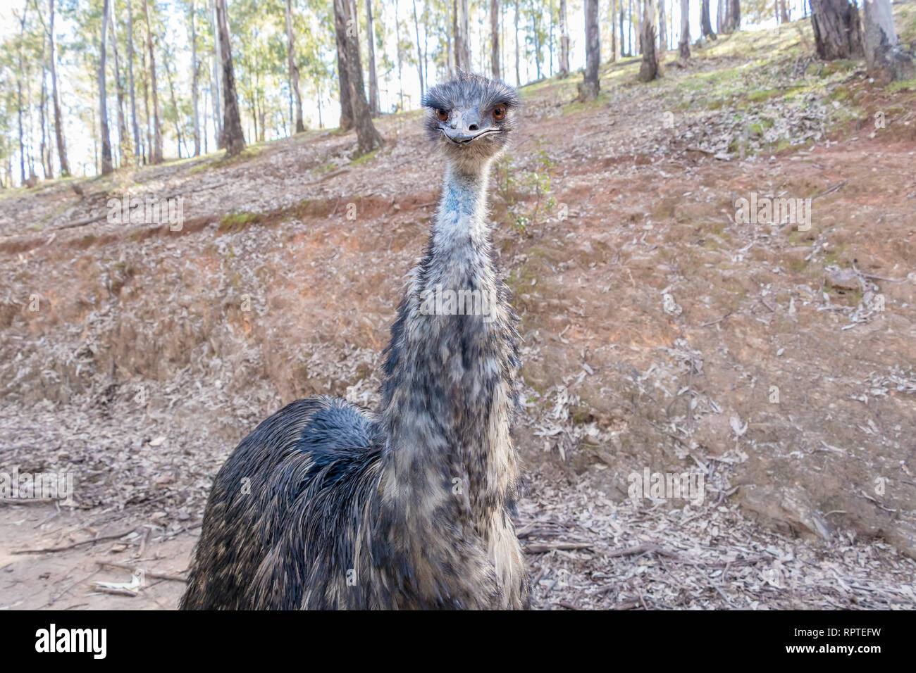 Australia wild Emu in nature reserve Stock Photo - Alamy