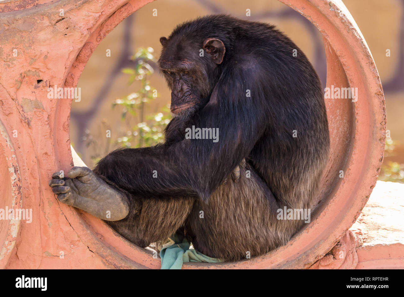 Male and female human mating hi-res stock photography and images - Alamy