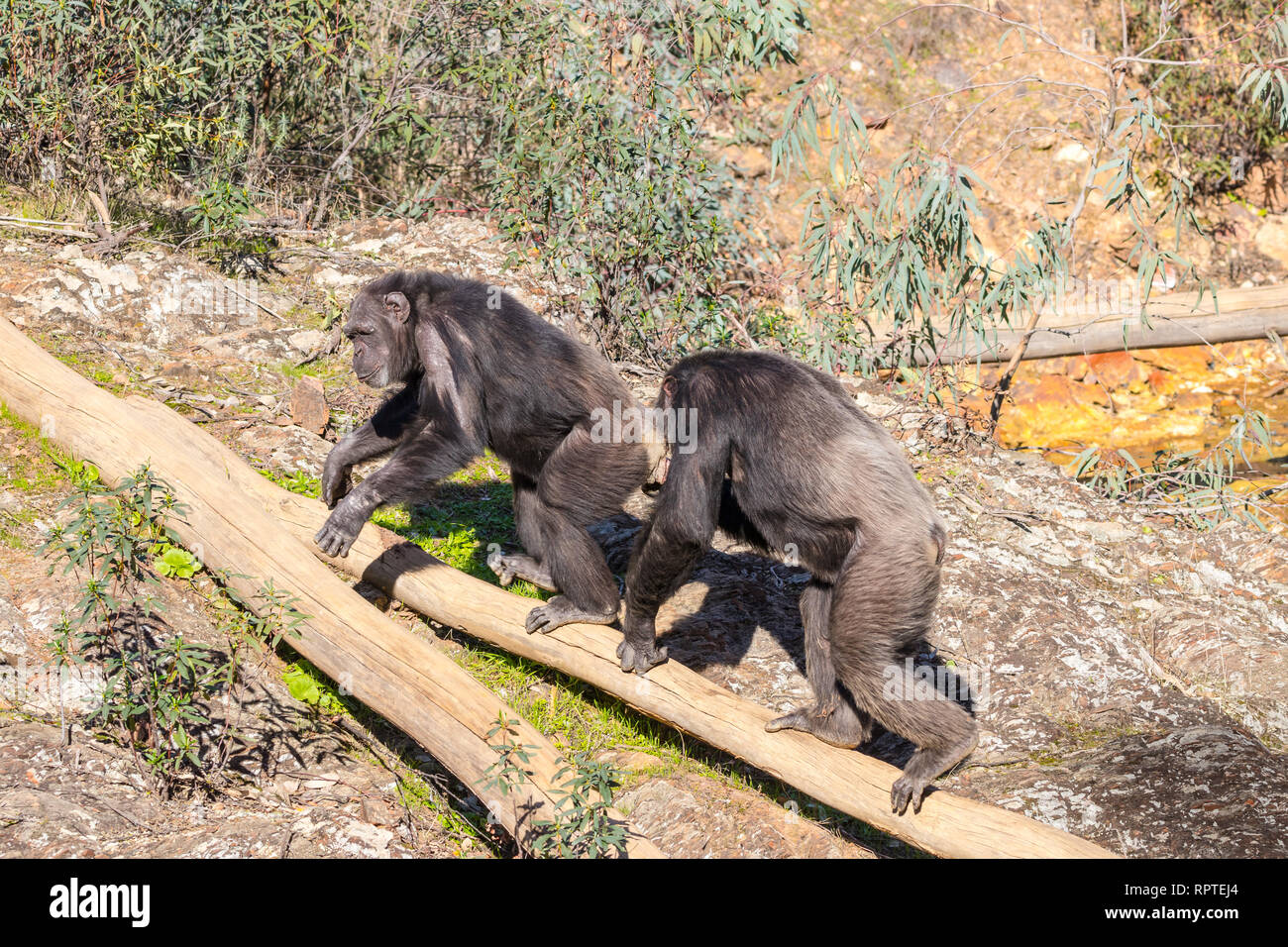 Chimpanzee male and female in mating season in natural habitat Stock ...