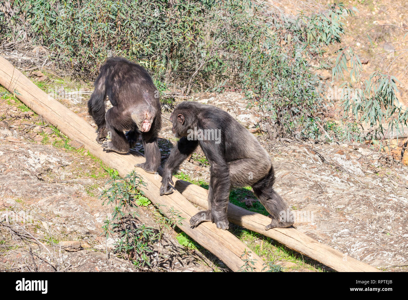 Male and female human mating hi-res stock photography and images - Alamy